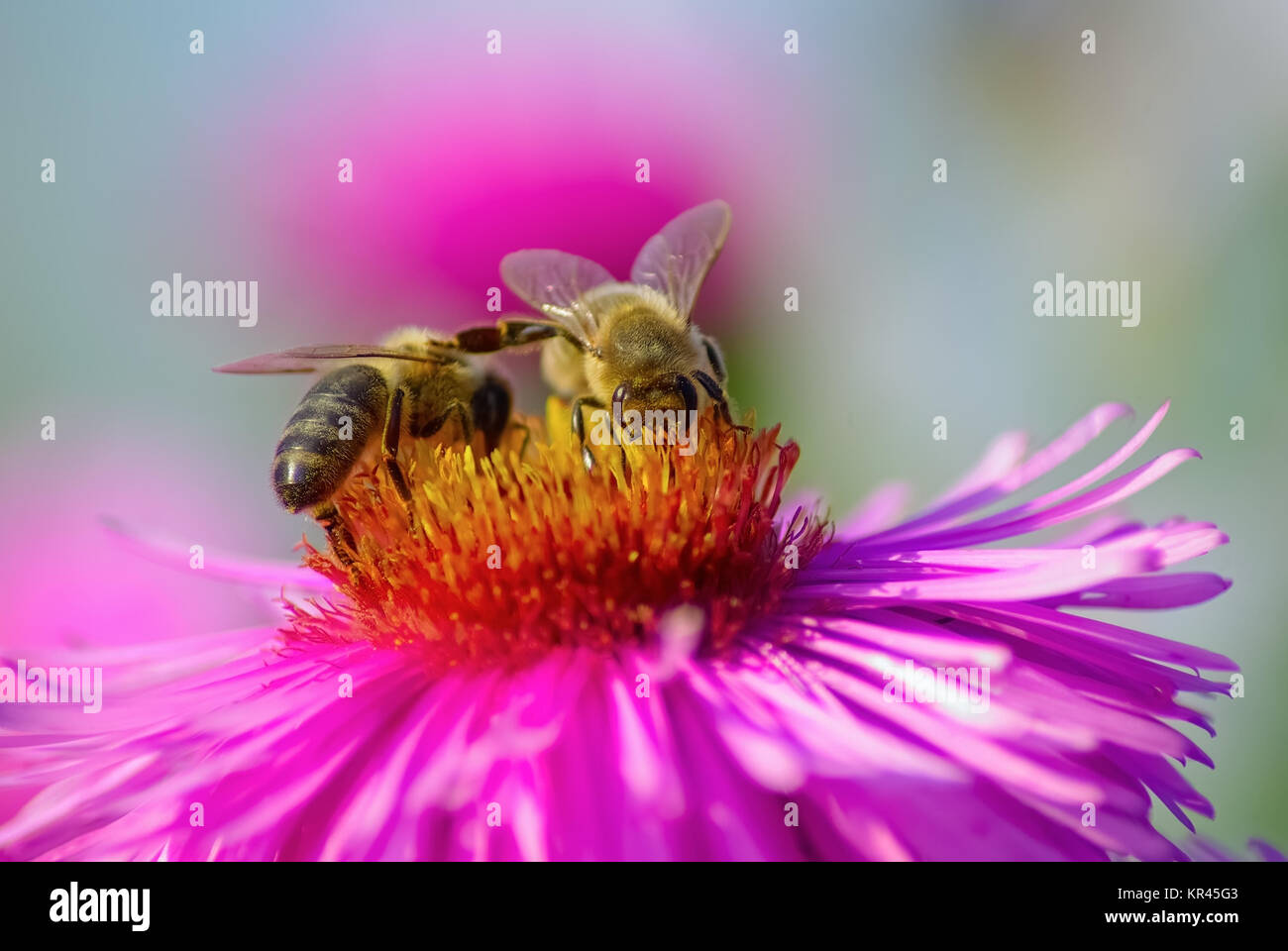 Bees and flower Stock Photo - Alamy