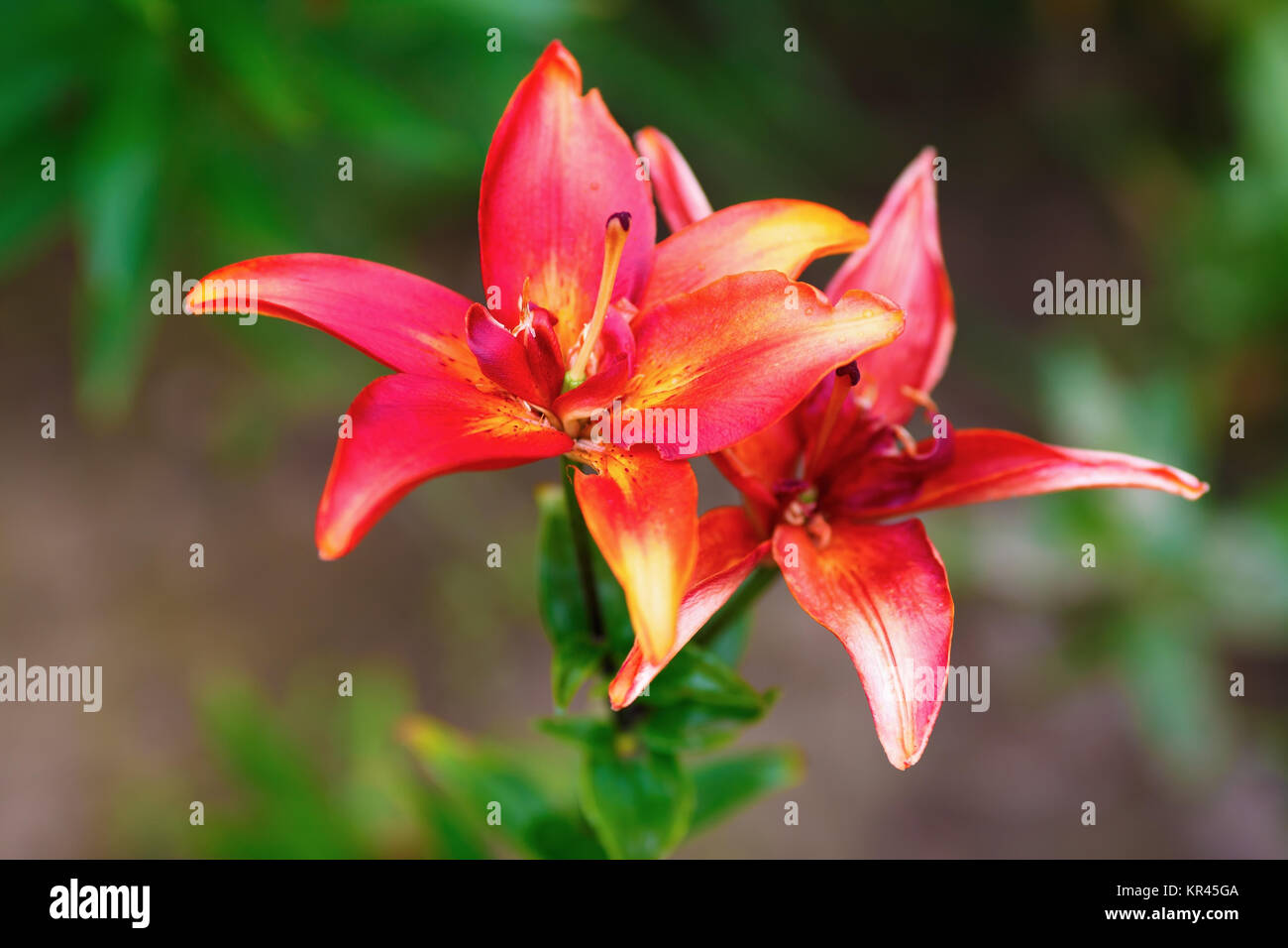 Red lily flowers Stock Photo - Alamy