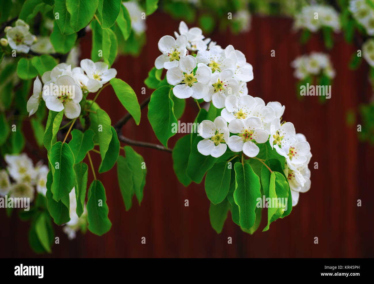 Flowering tree closeup Stock Photo - Alamy