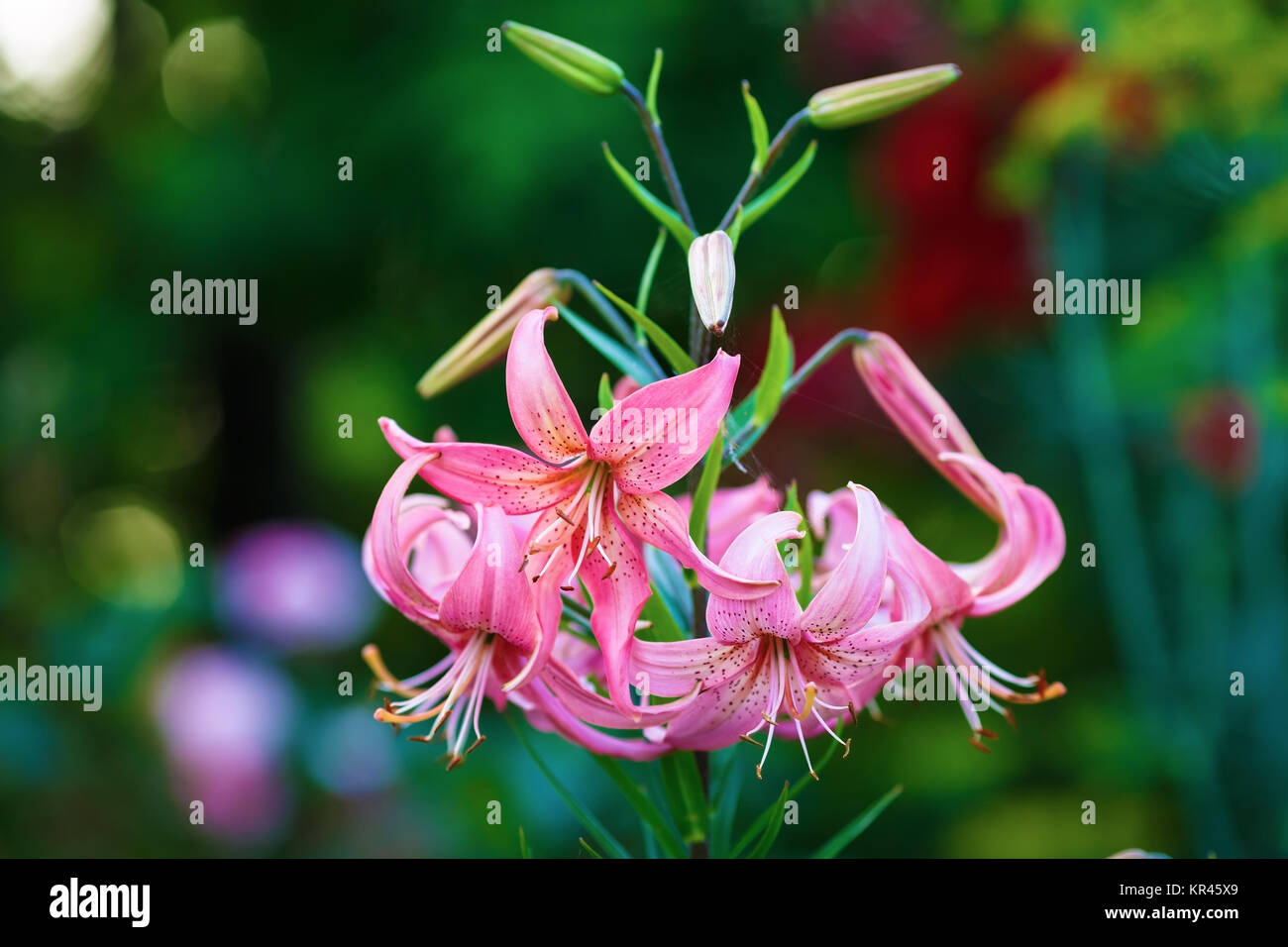 Lilium amaryllis hi-res stock photography and images - Alamy