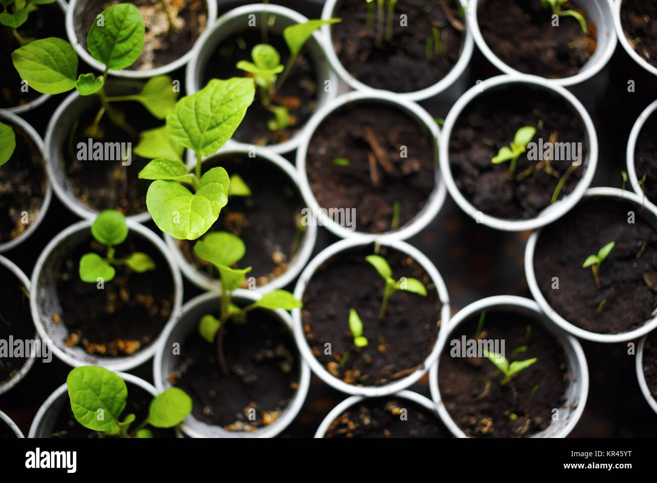 Seedlings in pots Stock Photo - Alamy
