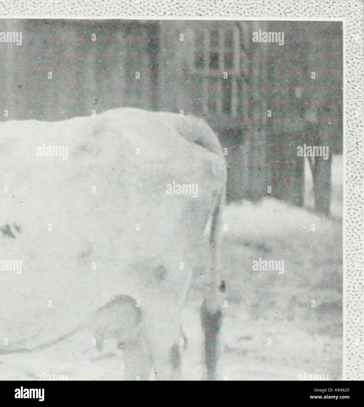 "Official history of the Cornwall Cheese and Butter Board" (1919 Stock ...