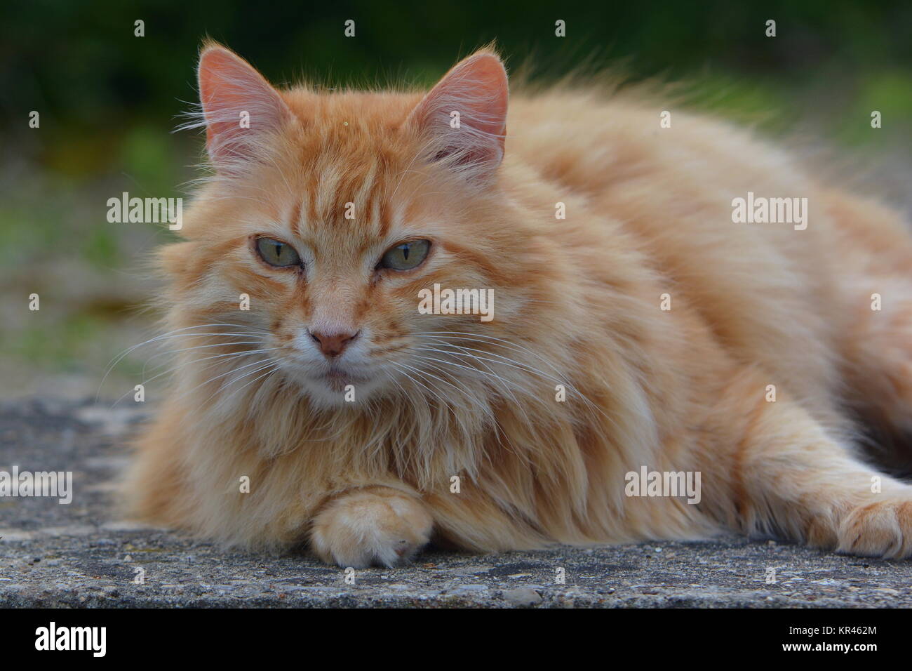 garfield takes a break Stock Photo - Alamy