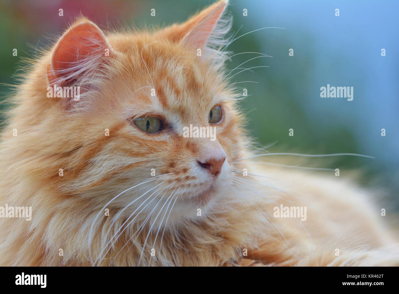 garfield takes a break Stock Photo - Alamy