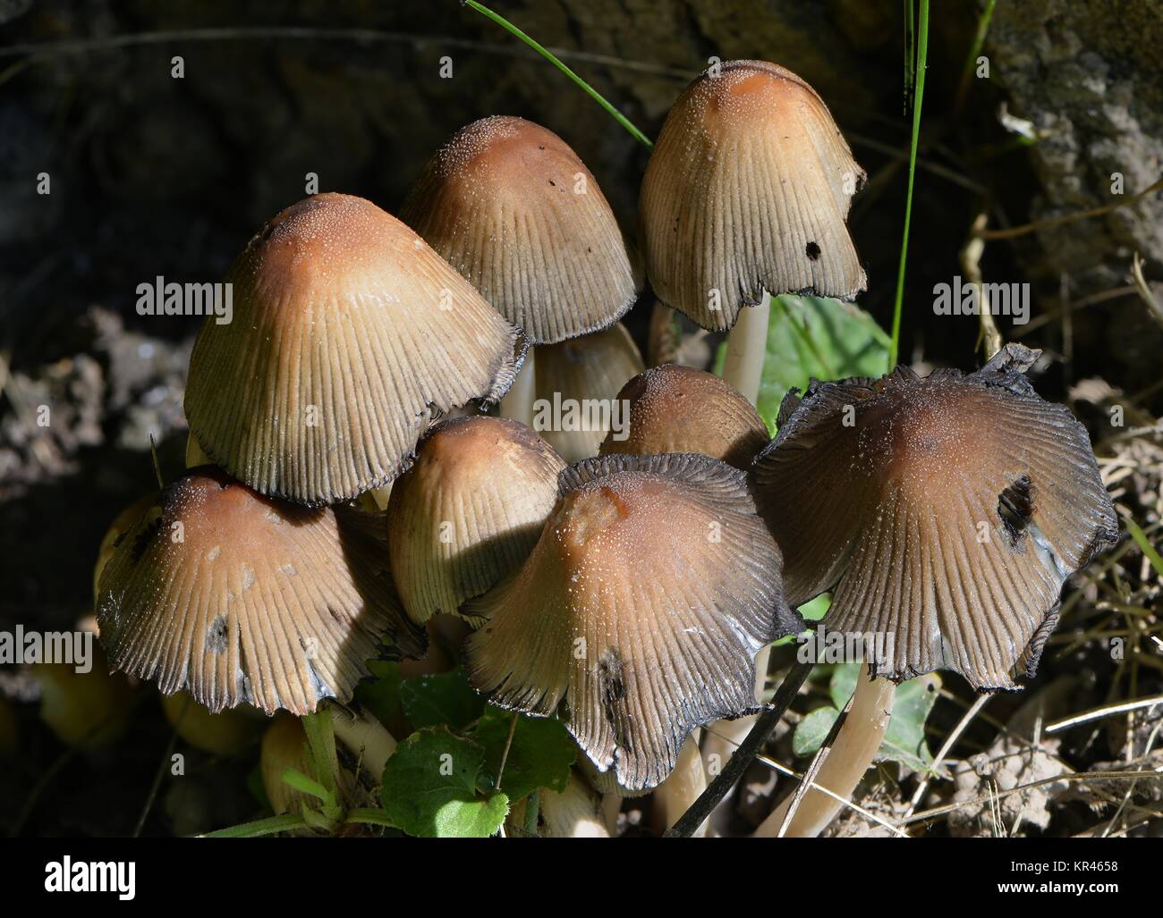 Fungal colony hi-res stock photography and images - Alamy