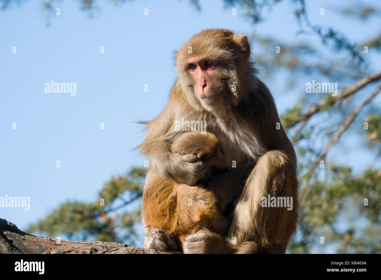 Infant rhesus monkey macaca mulatta hi-res stock photography and images ...