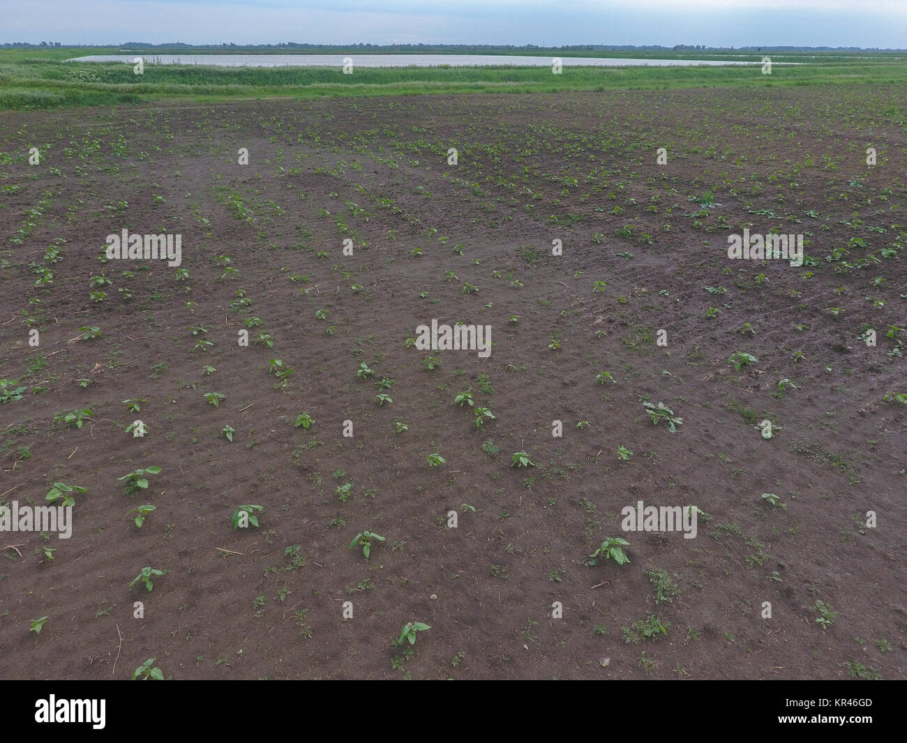 Top view of a field of sunflower seedlings Stock Photo - Alamy