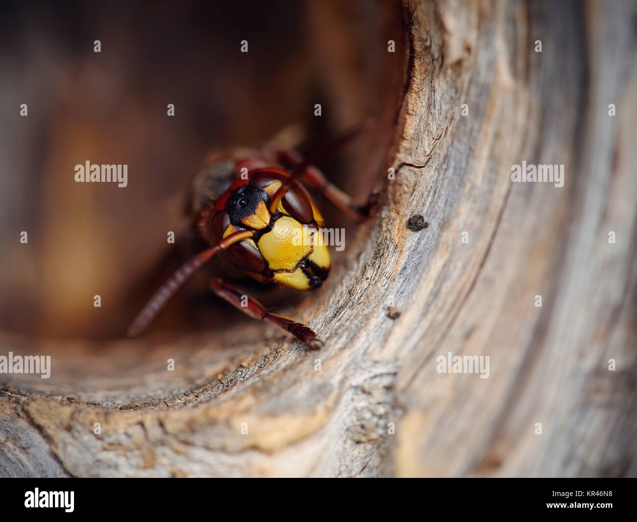 Portrait of a big wasp - a hornet Stock Photo - Alamy