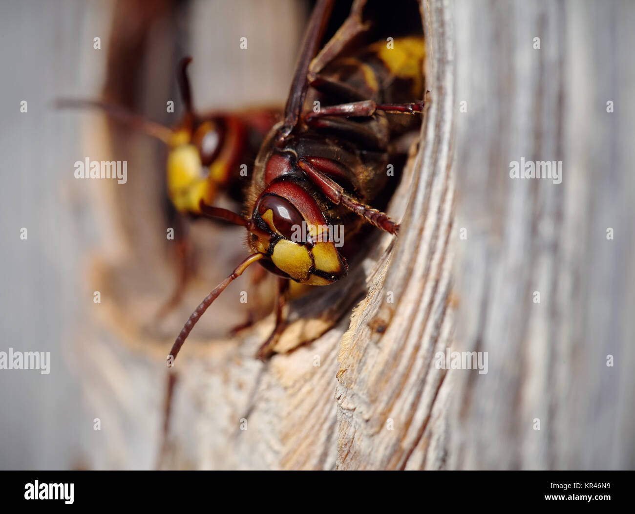 Two big wasps - hornets Stock Photo - Alamy