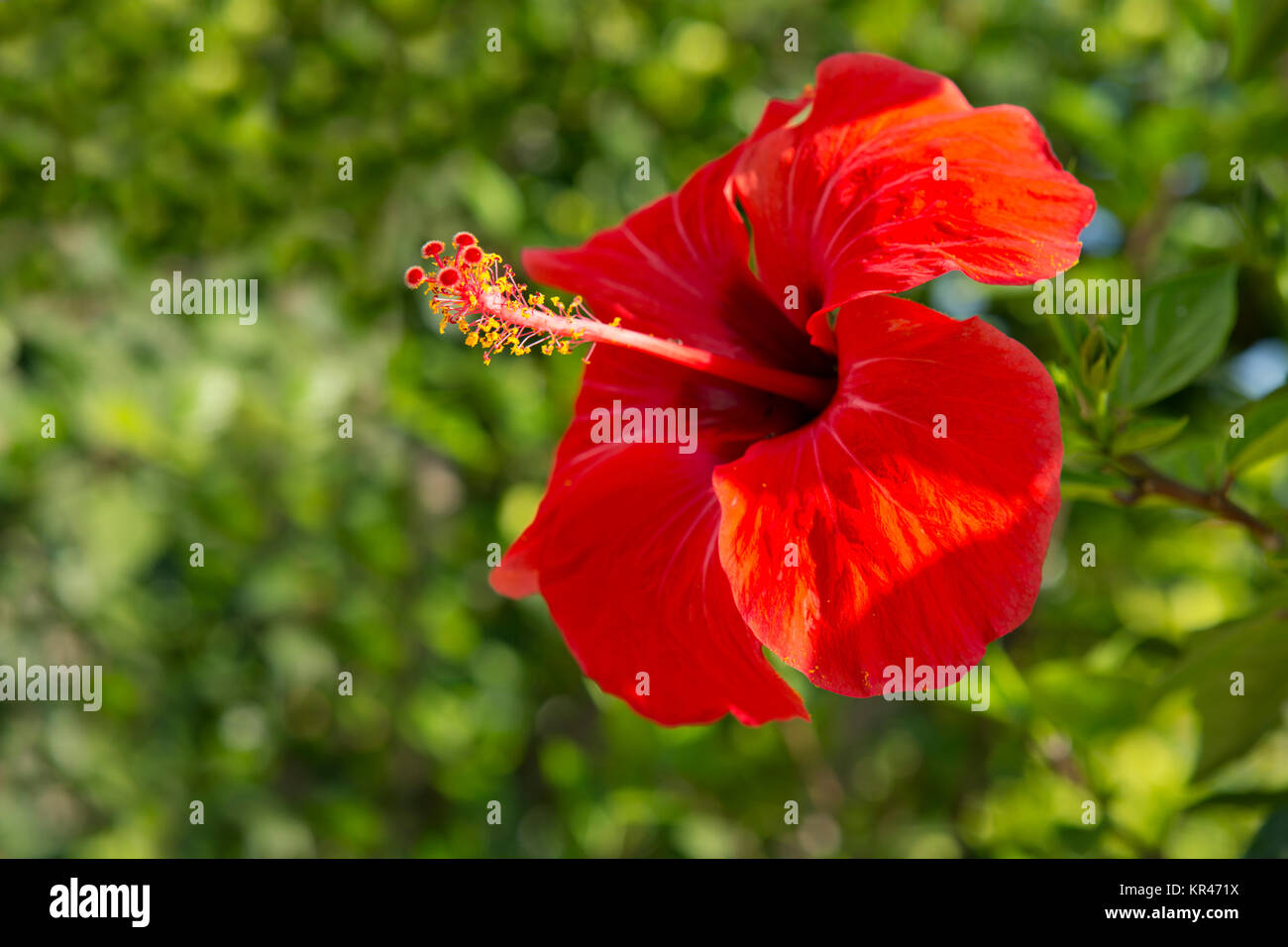 Red hibiscus flower over natural green background .Summer garden Stock ...