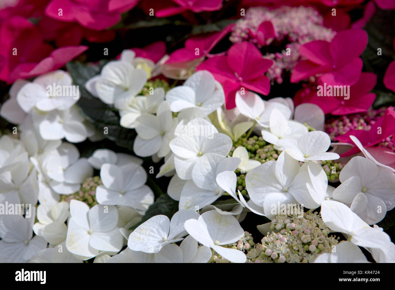 Pink and white flower hydrangea background close up. Close up of a ...