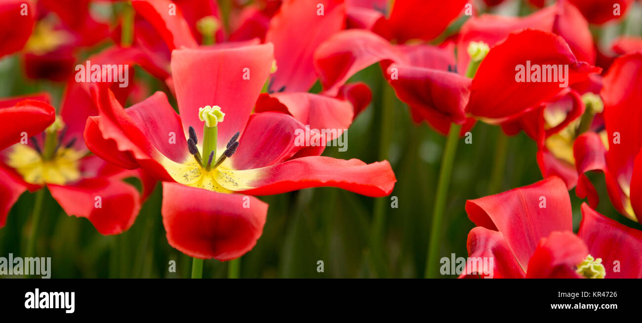 Beautiful tulips in the spring time.Colorful tulips background Stock ...