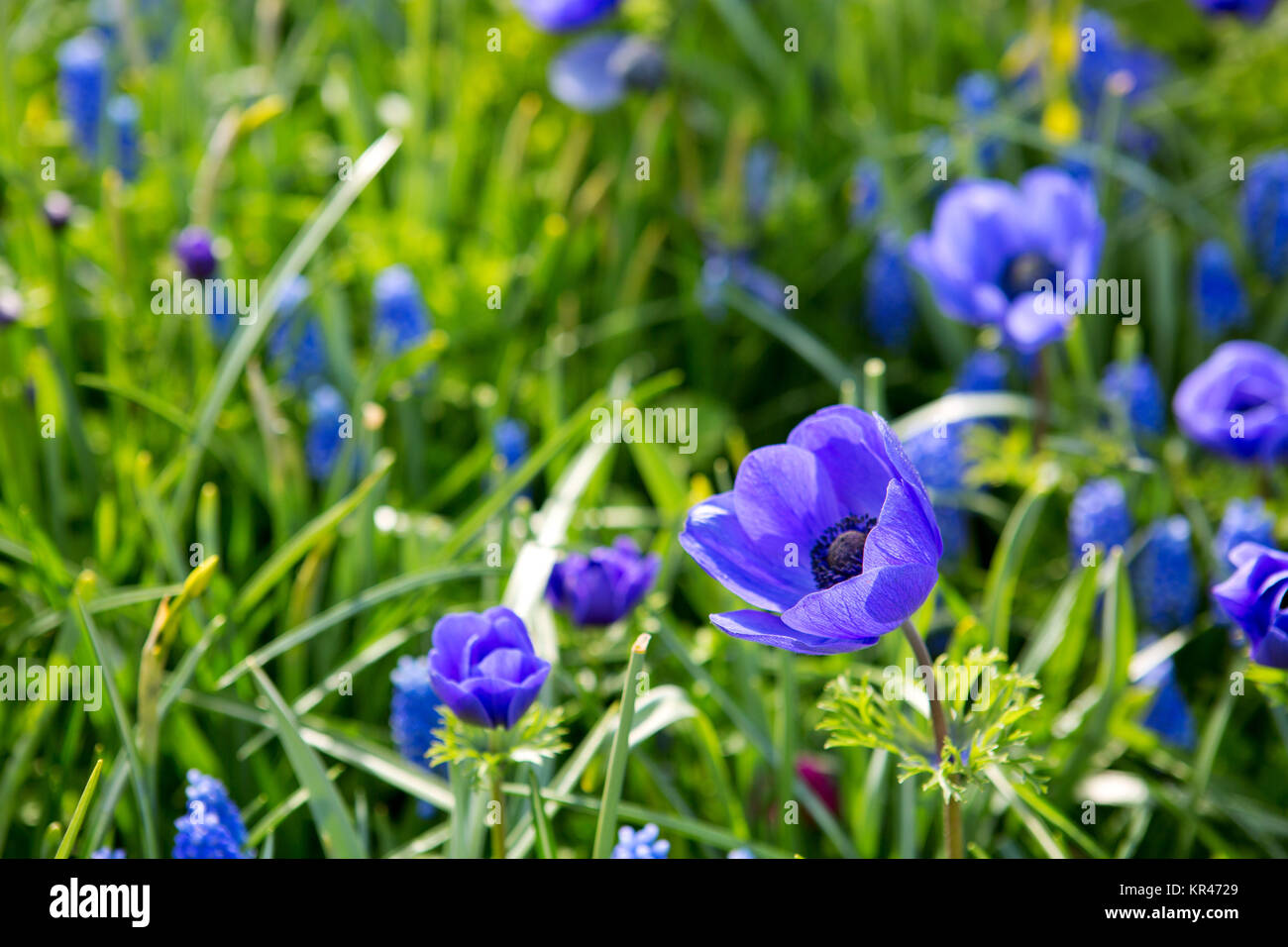 Himalayan poppy flowers.Close up of a wild blue poppy im summer garden ...