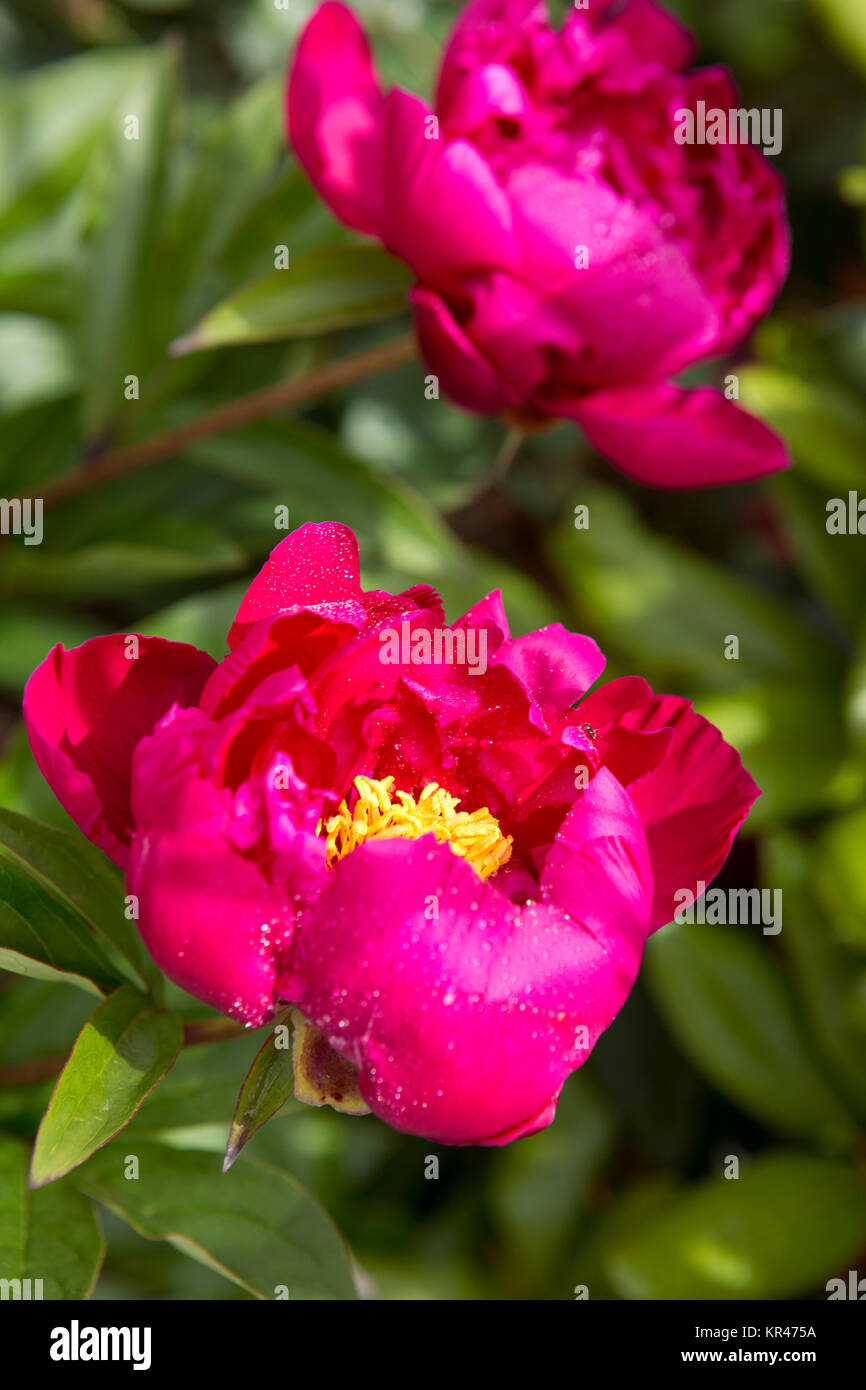 Peony flowers background.Pink Peonies isolated on green background ...