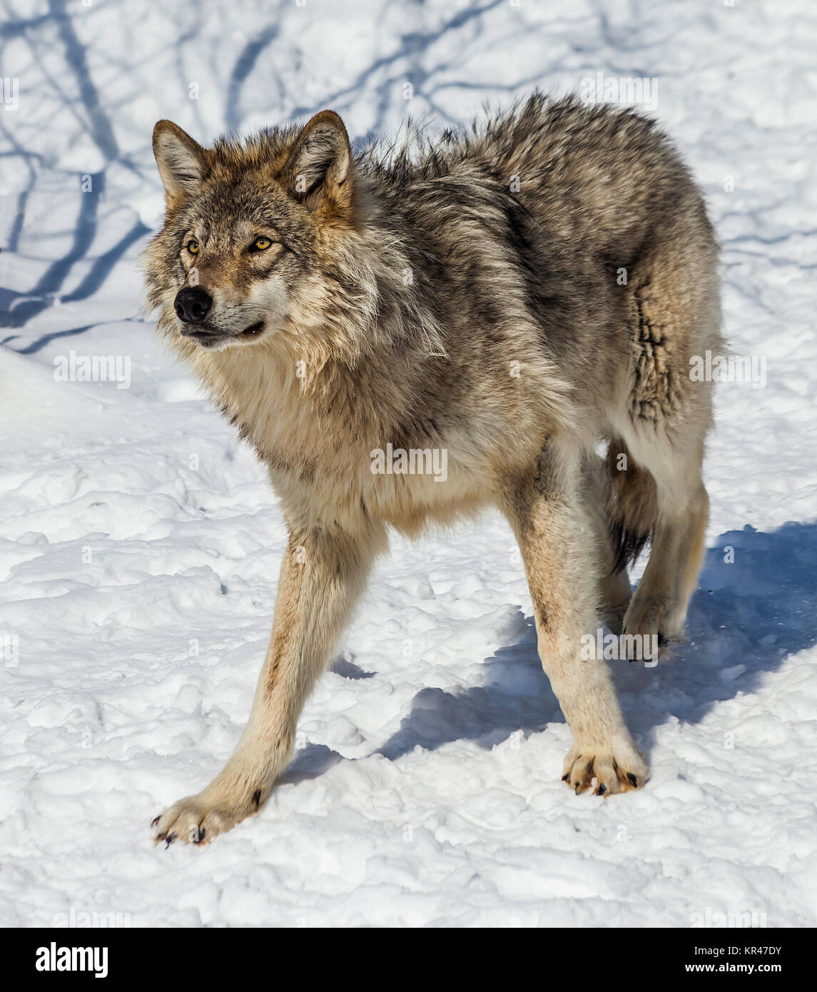 Gray Wolf in the Snow Stock Photo - Alamy