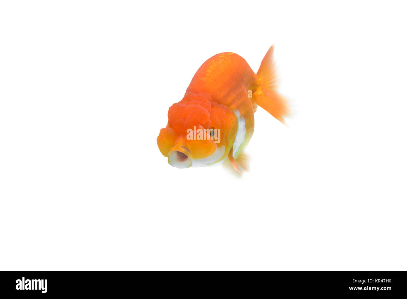 Beautiful orange tropical fish Cut Out Stock Images & Pictures - Alamy