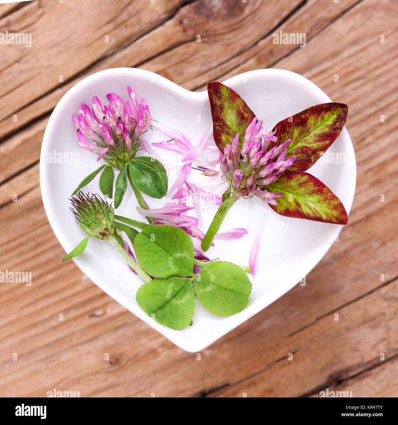 homeopathy and cooking with herbs,red clover Stock Photo - Alamy