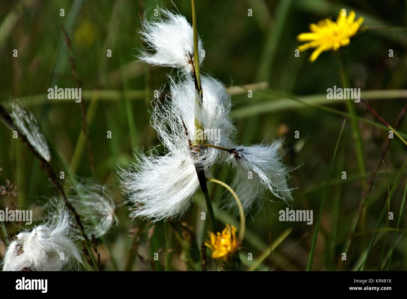 Grass flapping in wind hi-res stock photography and images - Alamy