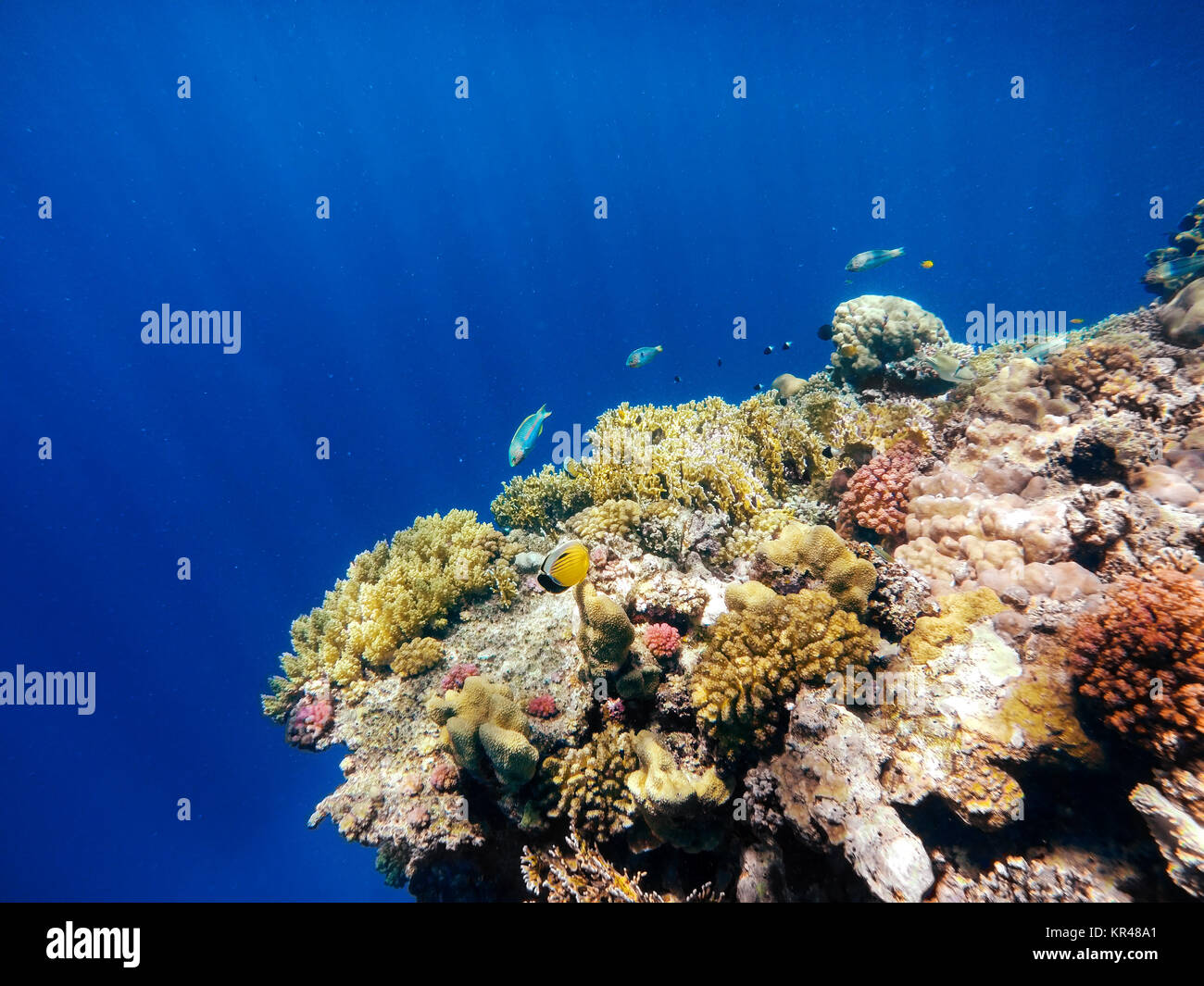 Coral and fish in the Red Sea. Egypt Stock Photo - Alamy