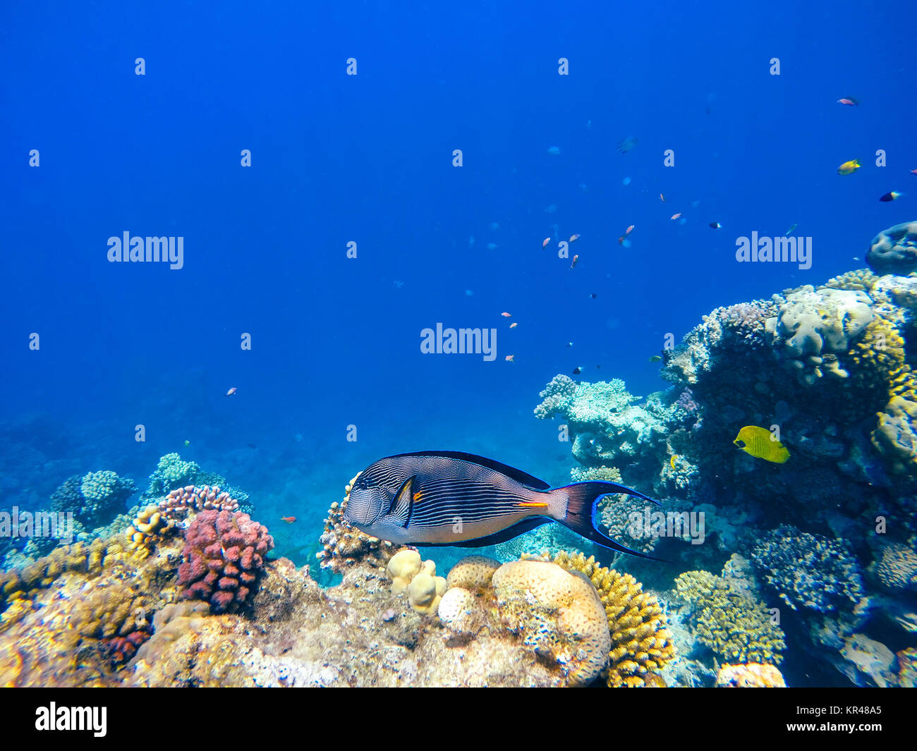 Coral and fish in the Red Sea. Egypt Stock Photo - Alamy