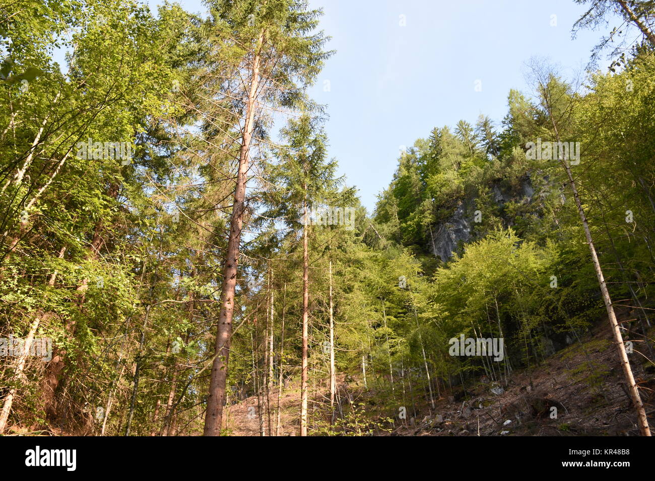 forest,trees,tree trunk,stump,lienz dolomites,alter see,tristacher see ...