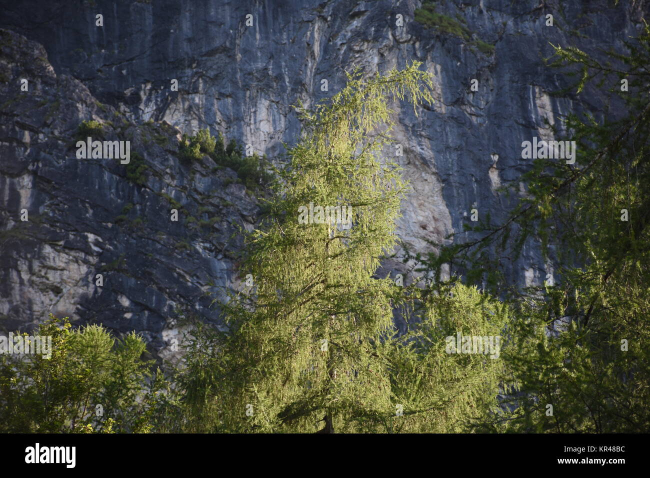 forest,trees,tree trunk,stump,lienz dolomites,alter see,tristacher see ...