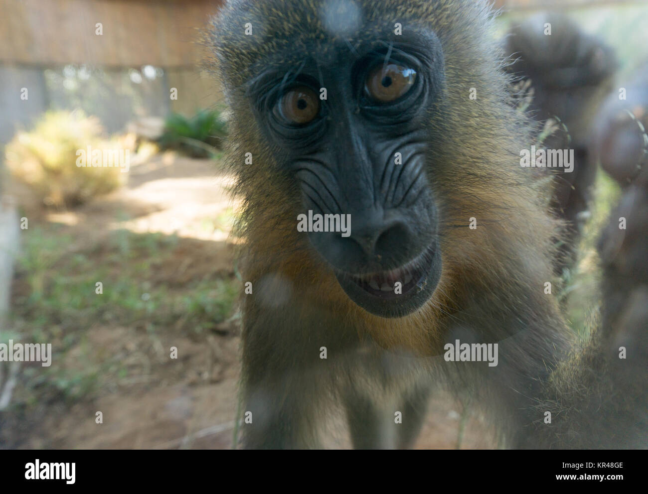 Baby chimpanzee hi-res stock photography and images - Alamy