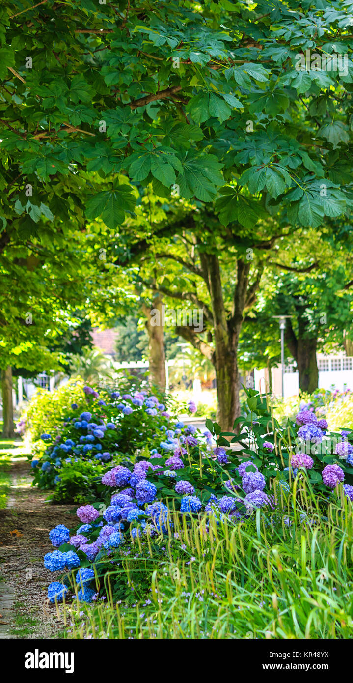 Blue hydrangeas bushes under chestnut trees in the park Stock Photo - Alamy