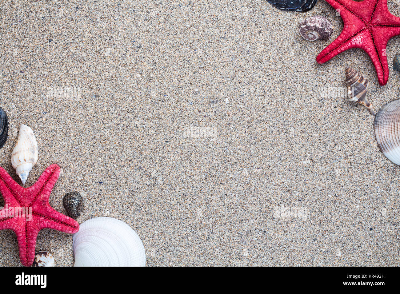 Sea shells on sandy background Stock Photo - Alamy