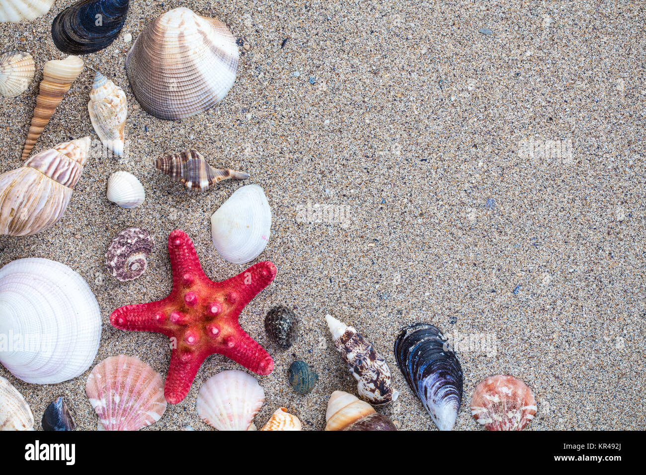 Sea shells with sandy background Stock Photo - Alamy