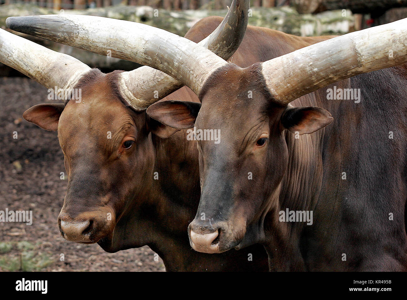 Watussirind hi-res stock photography and images - Alamy