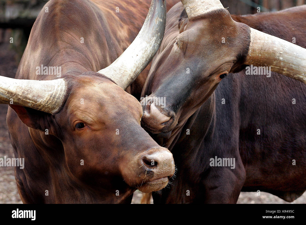 Watussirind hi-res stock photography and images - Alamy