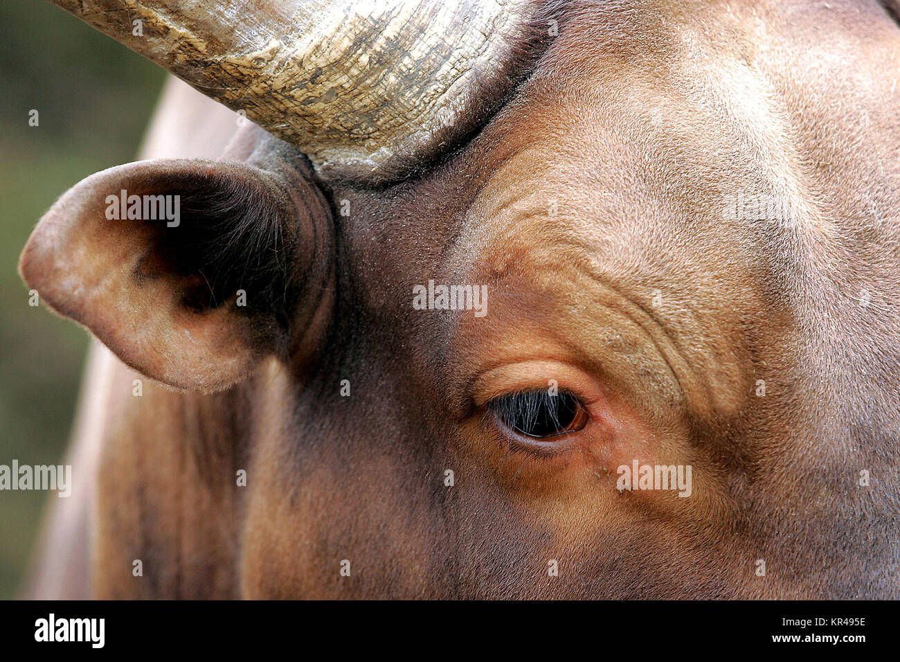 Watussirind hi-res stock photography and images - Alamy