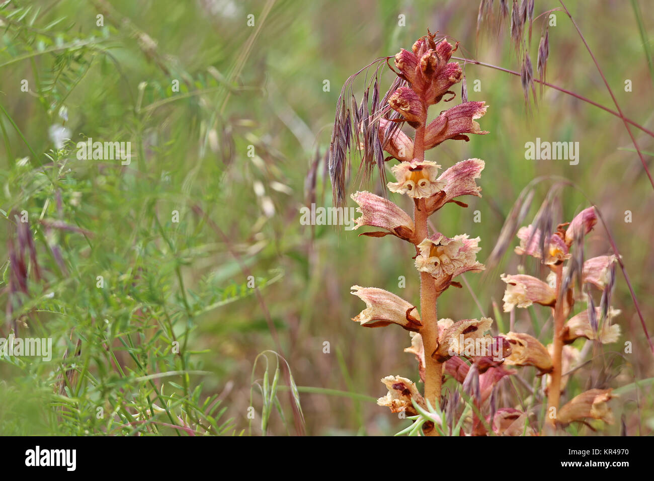 Flowering thyme summer root Orobanche alba Stock Photo - Alamy