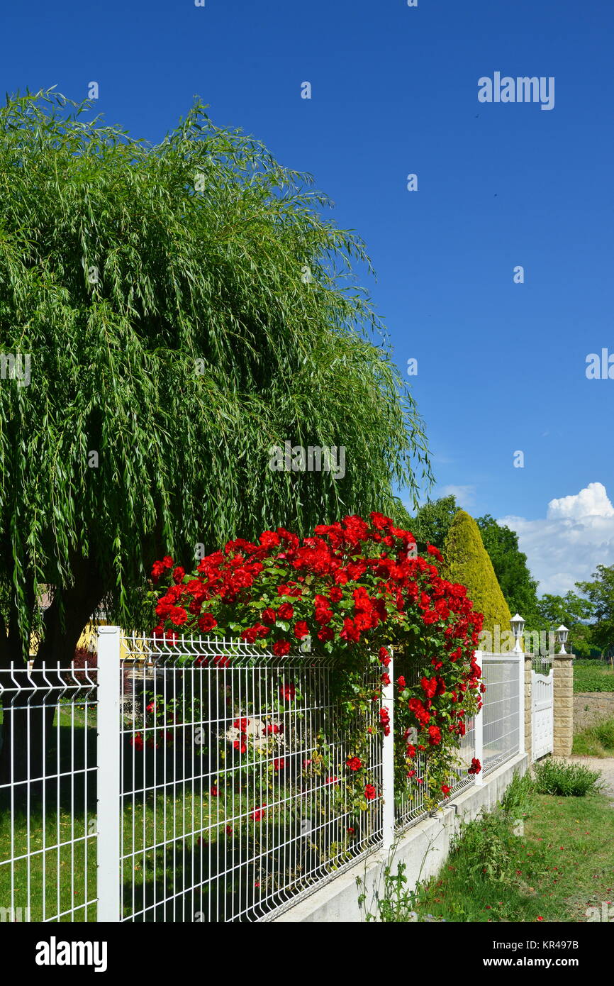 Rosenbusch hi-res stock photography and images - Alamy