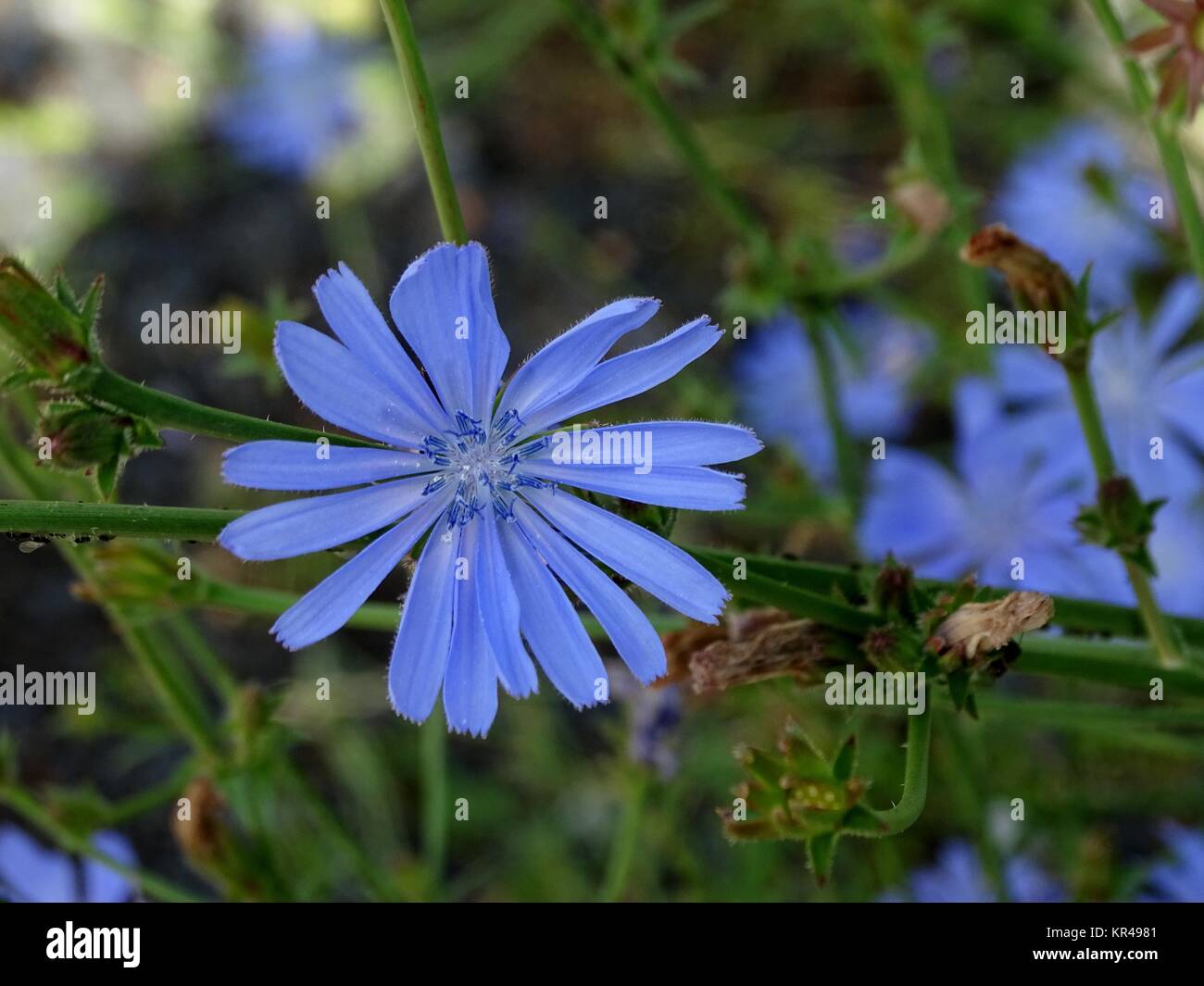 blue wayward waiting Stock Photo - Alamy