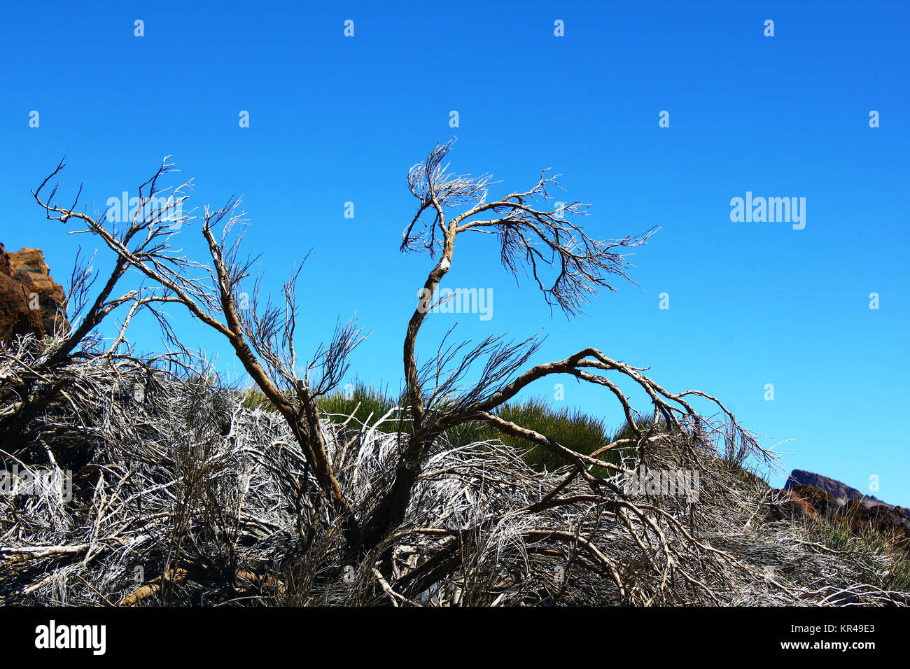The dried tree in the desert Stock Photo - Alamy