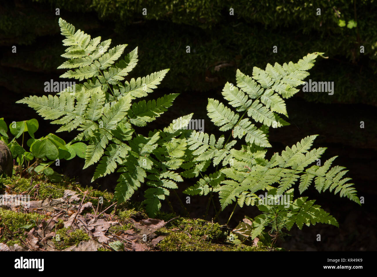 Gymnocarpium hi-res stock photography and images - Alamy