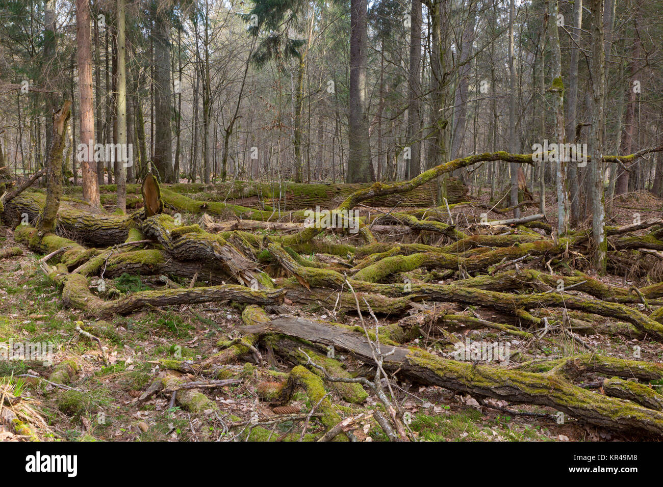 Giant Oak Tree And Branches High Resolution Stock Photography and ...