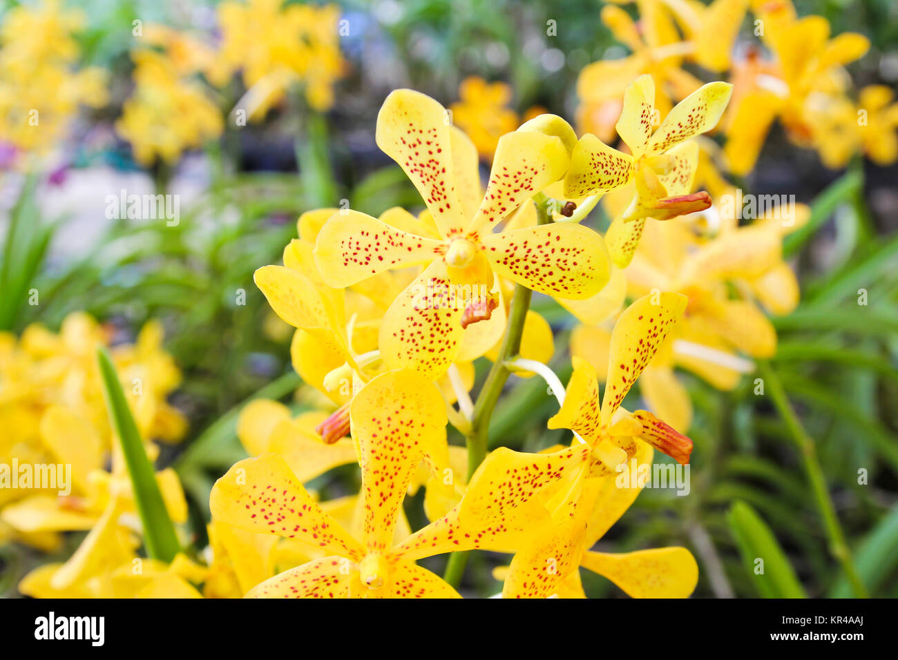 Yellow Orchid Flower Stock Photo - Alamy