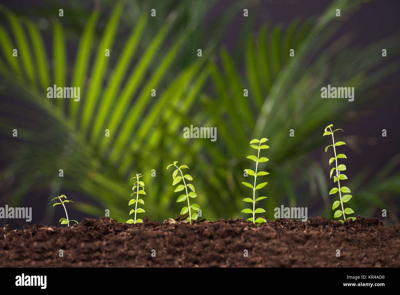 Plant Growing From Soil Stock Photo - Alamy