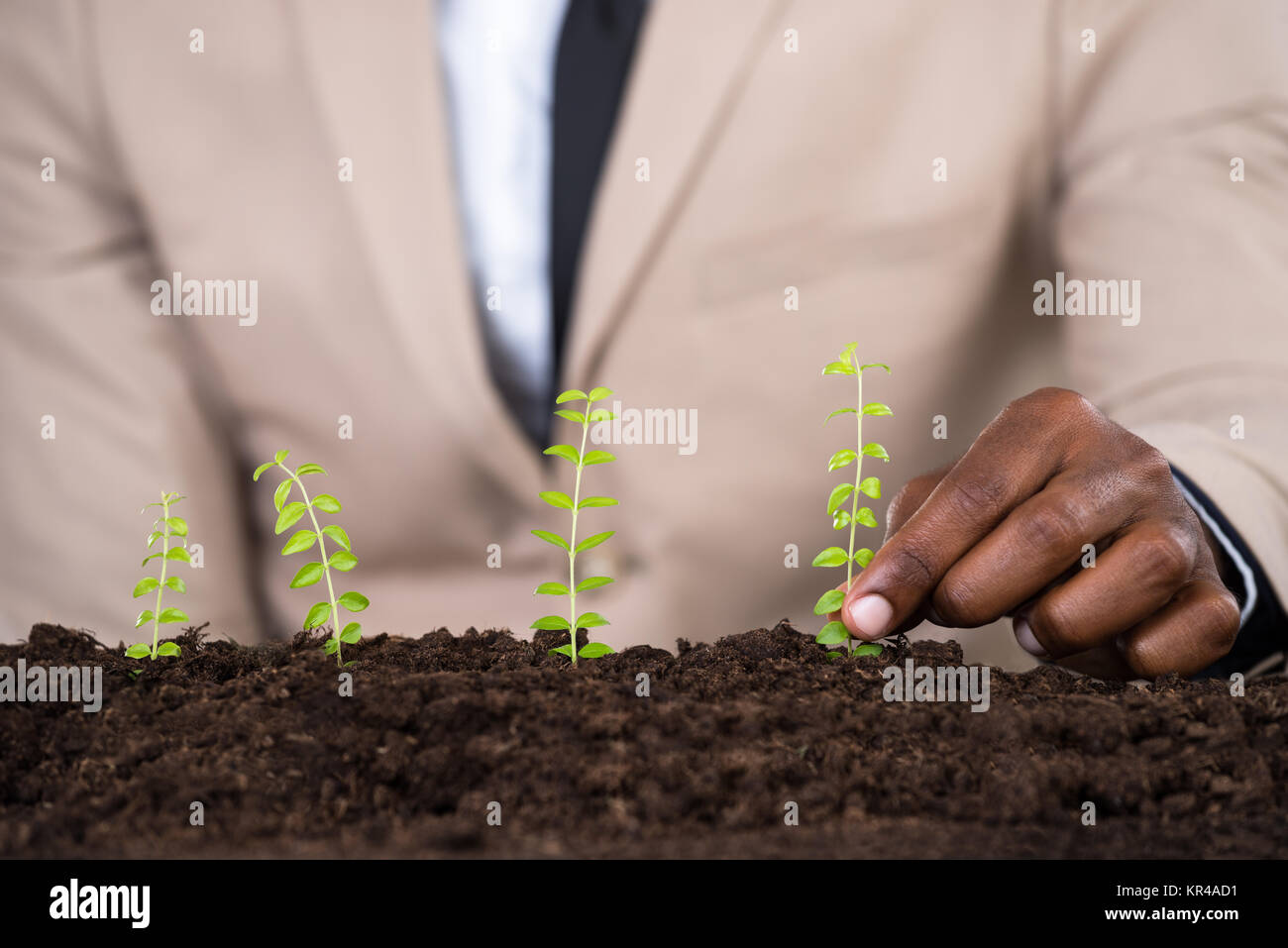 Person's Hand Planting Small Plant Stock Photo - Alamy