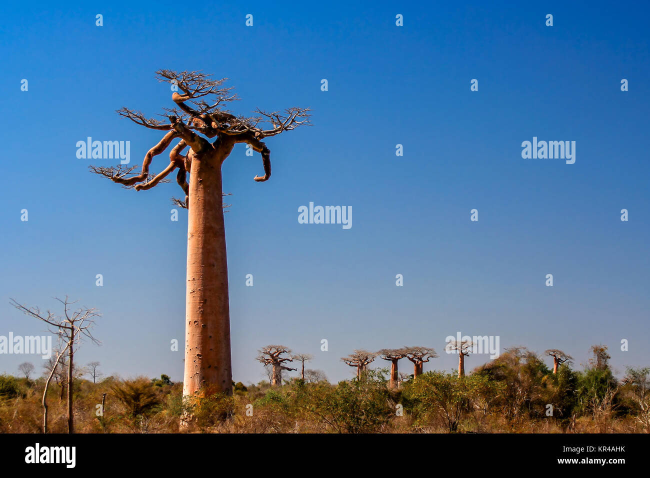 Single huge baobab Stock Photo - Alamy