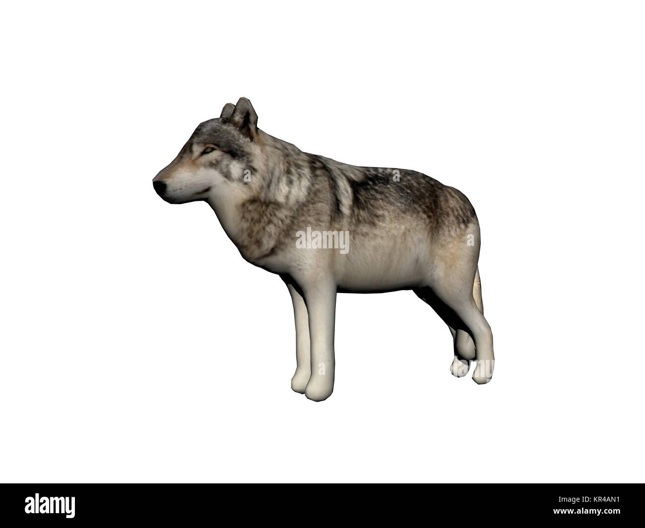 Alpha Male Wolf The Grey