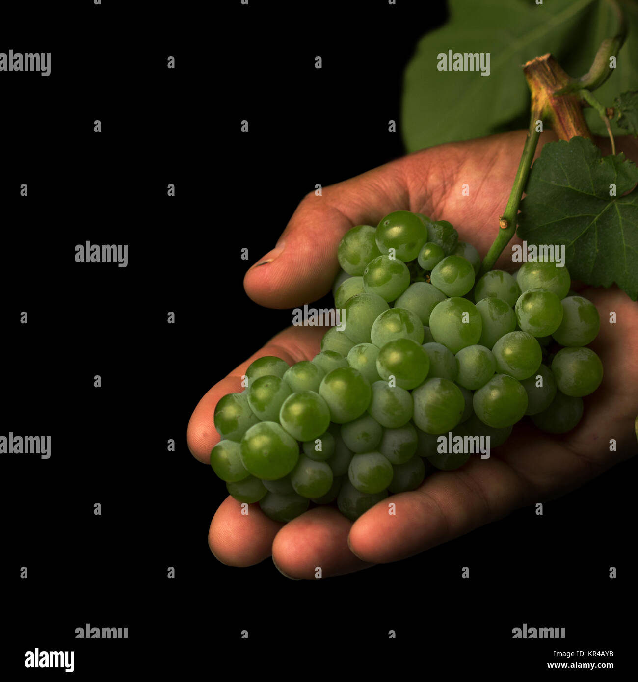 Hand holding a grape on black background Stock Photo - Alamy