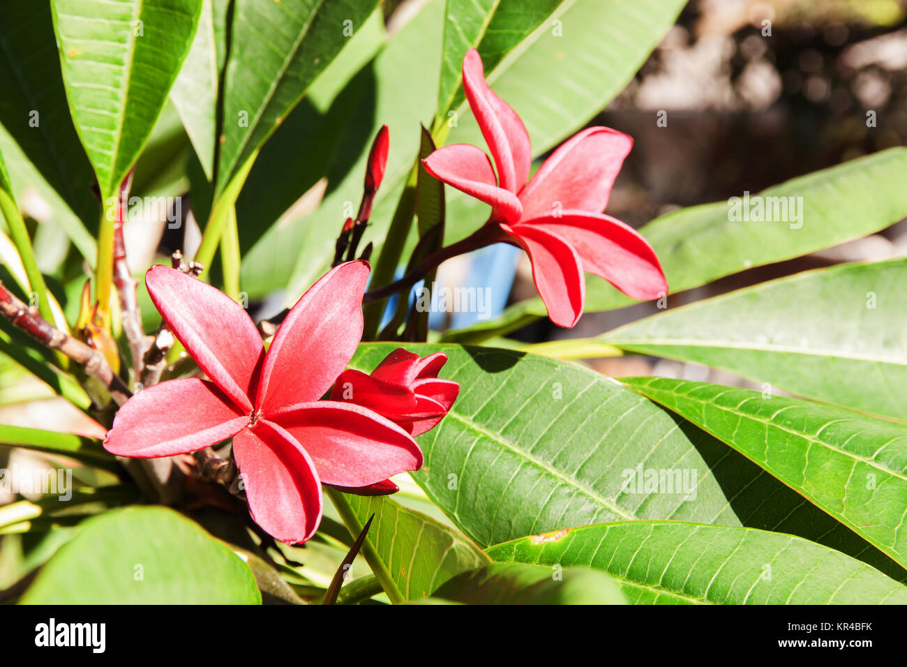 Apocynaceae red flower Stock Photo - Alamy