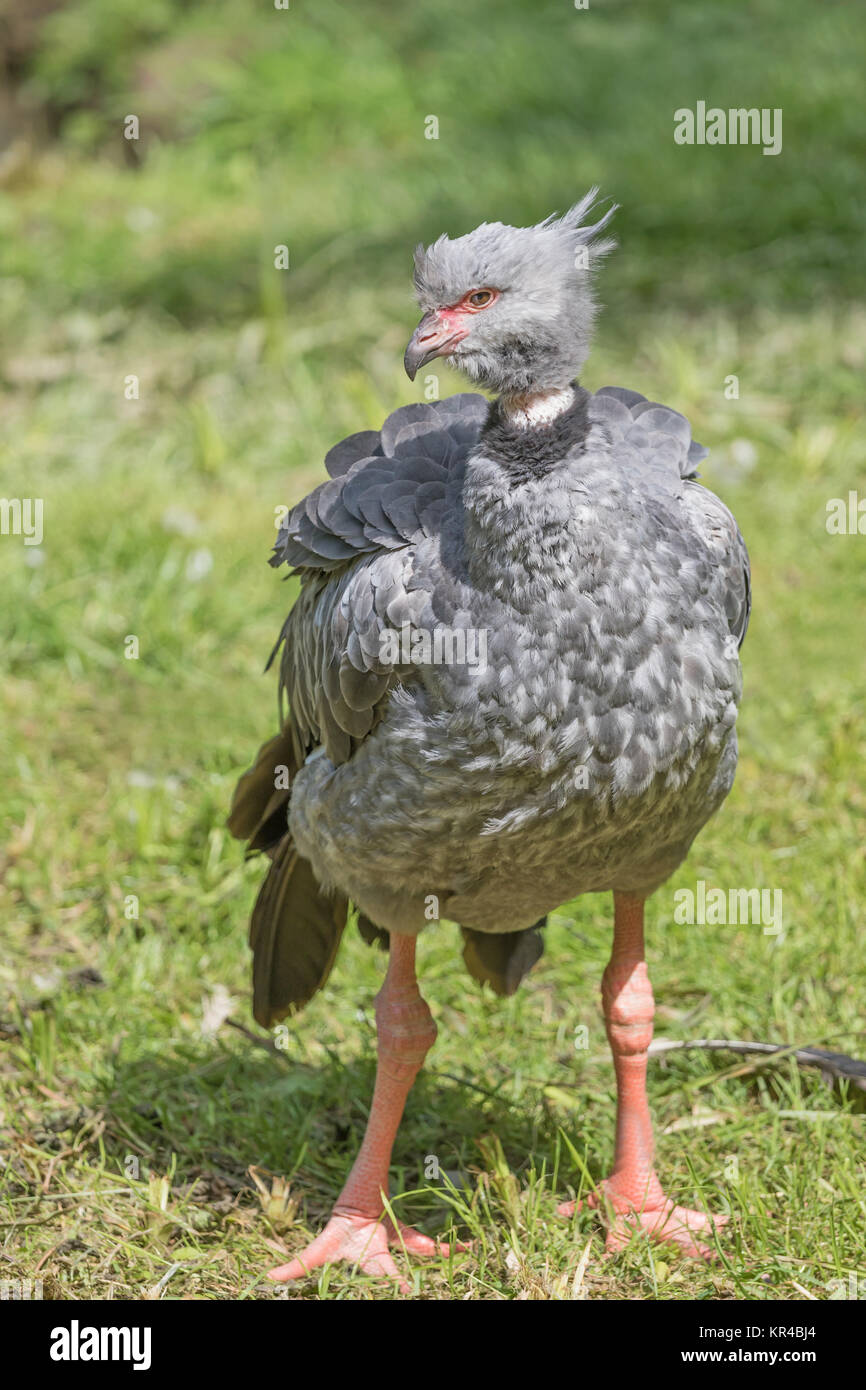 Southern Screamer Bird Stock Photo - Alamy