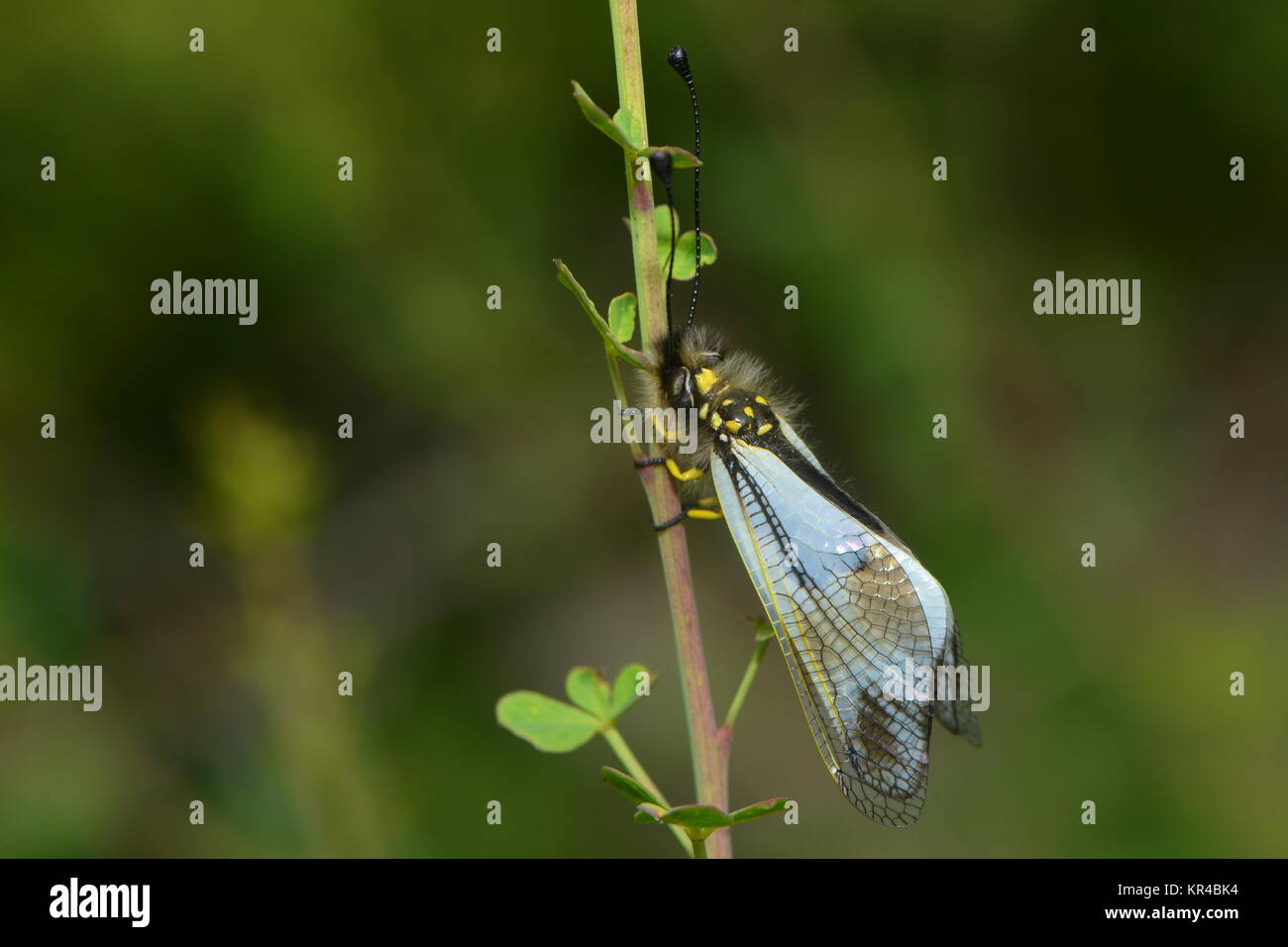 Furry insects hi-res stock photography and images - Alamy