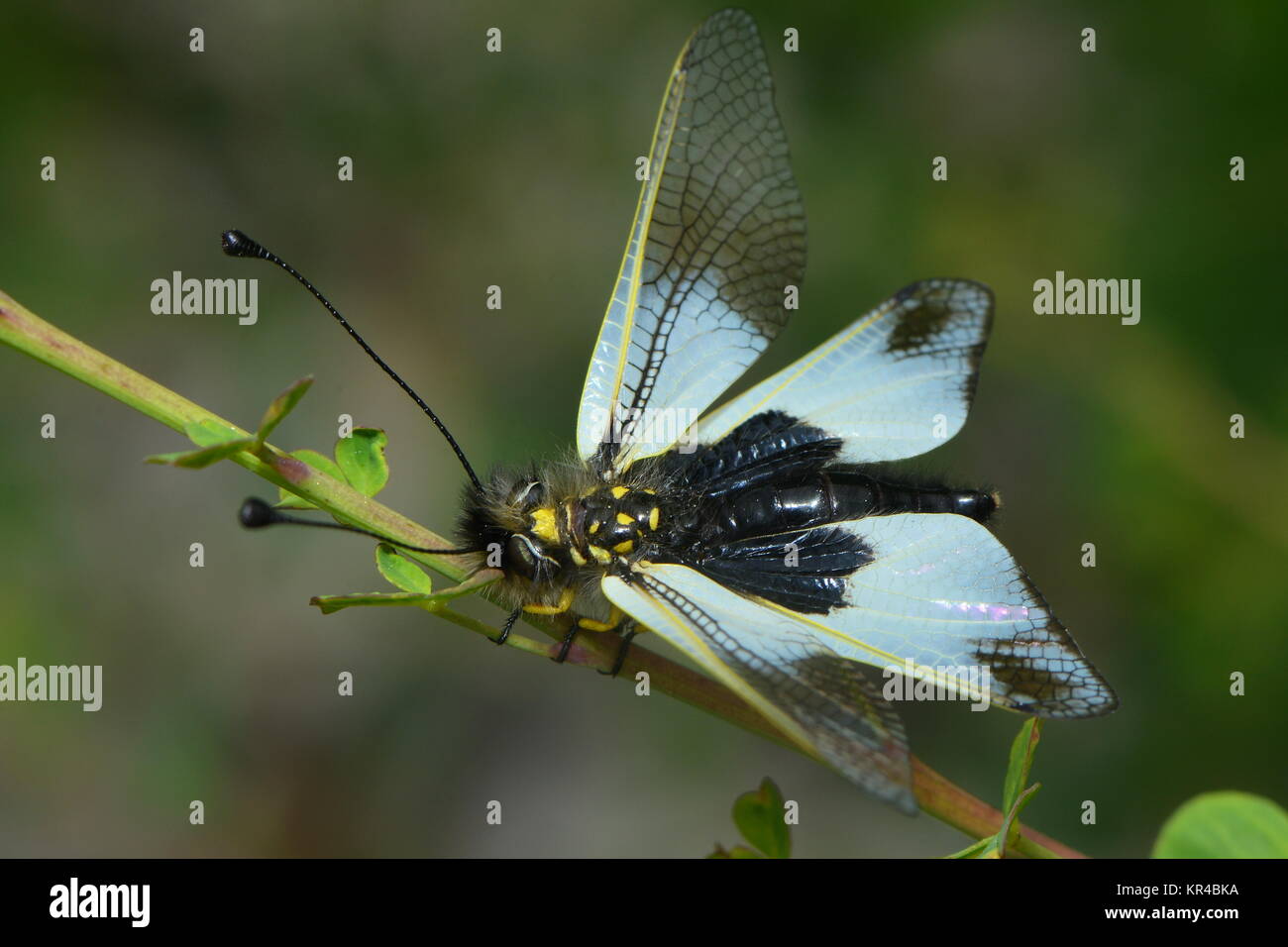 Furry insects hi-res stock photography and images - Alamy