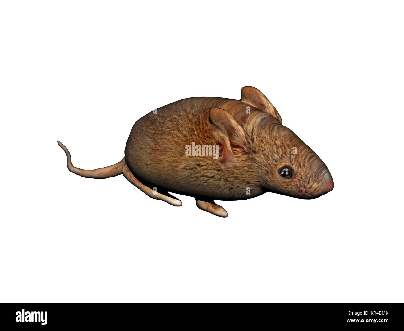 field mouse freed Stock Photo - Alamy